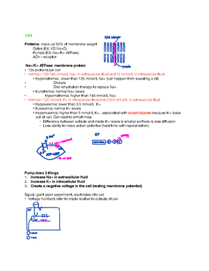 Physiology Unit 1 Lecture Notes Muscles - Muscles Muscles In a human ...