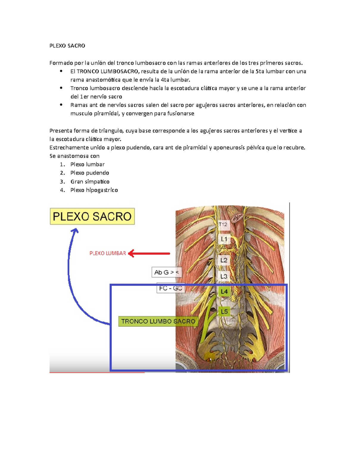 Plexo Sacro resumen - PLEXO SACRO Formado por la del tronco lumbosacro ...