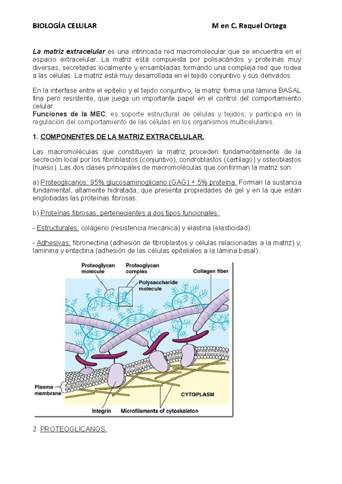 La matriz extracelular - La matriz está compuesta por polisacáridos y ...