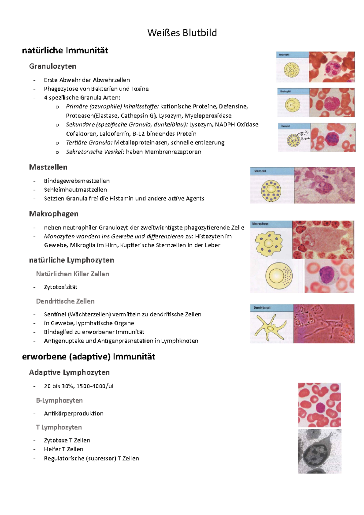 Immunsystem und Abwehr - Weißes Blutbild natürliche Immunität ...