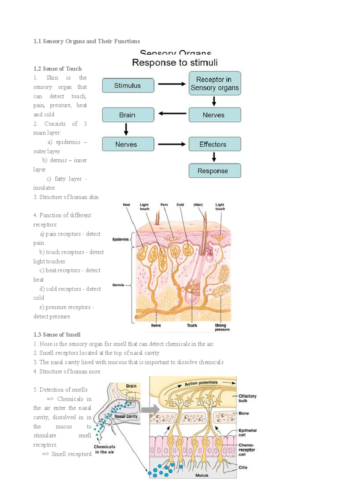 Anatomy and Physiology lecture notes -> neurons - 1 Sensory Organs and ...