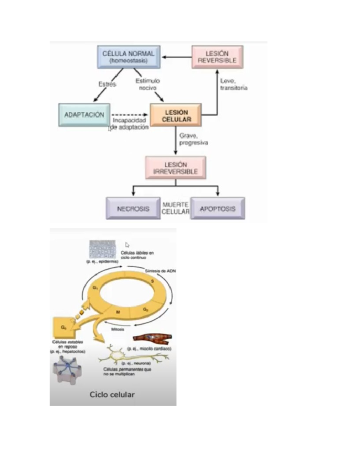 Patologia - ines maria - células lábiles (división constante ...