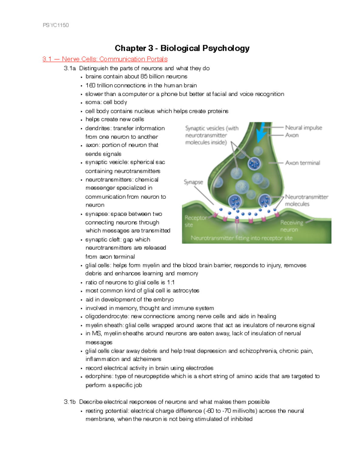 Chapter 3 - Biological Psychology notes - Chapter 3 - Biological ...