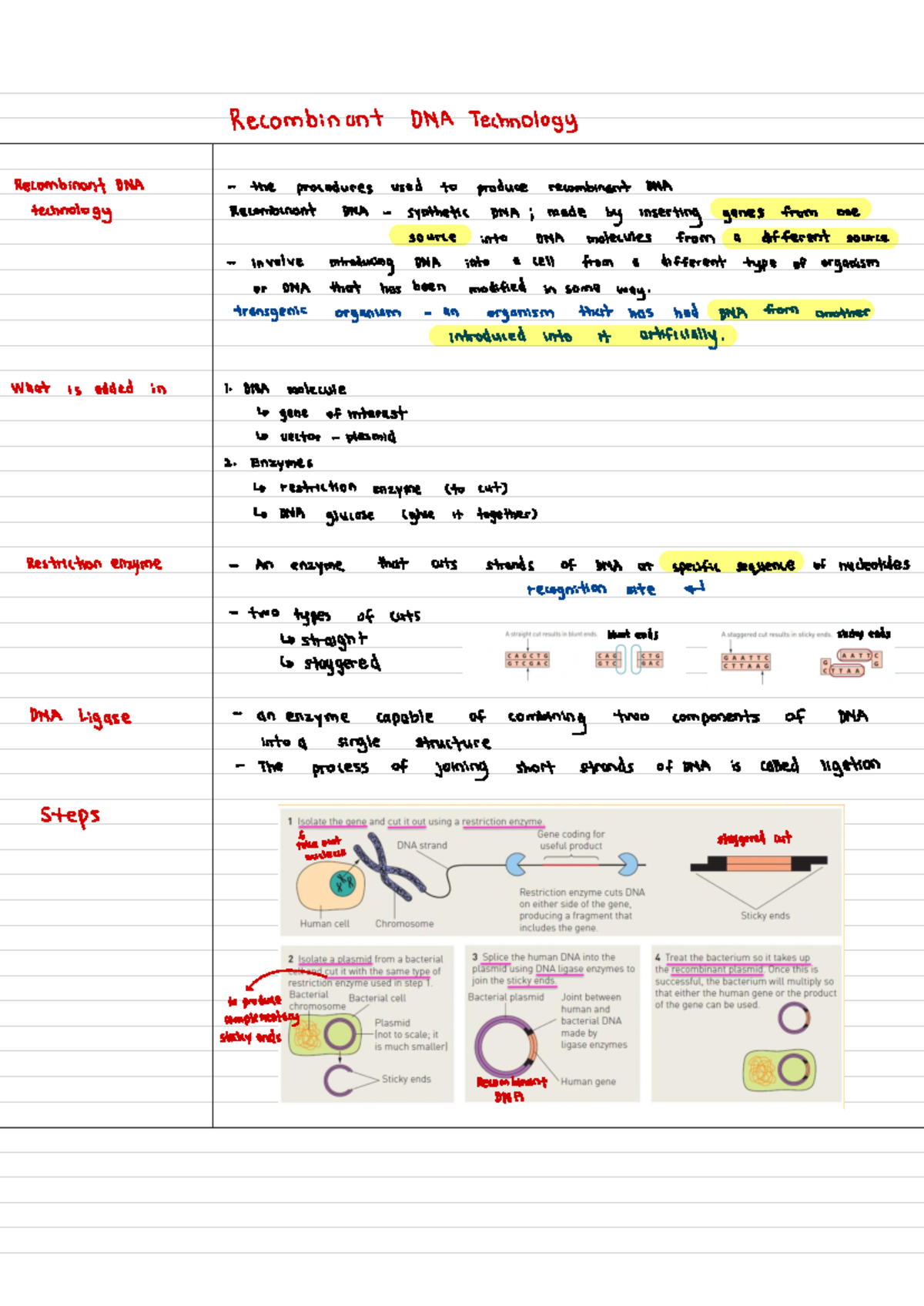 Recombinant DNA Technology - Recombinant DNA Technology Recombinant DNA ...