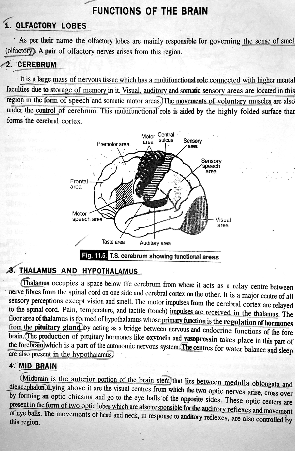 Functions OF Brain Lecture Notes - Pharmacy - Studocu