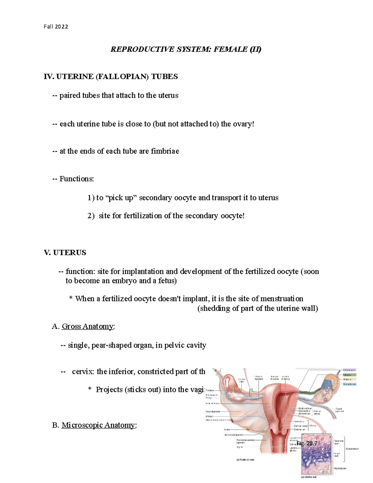 A215 Female Reproductive II Fall2022 - REPRODUCTIVE SYSTEM: FEMALE (II ...