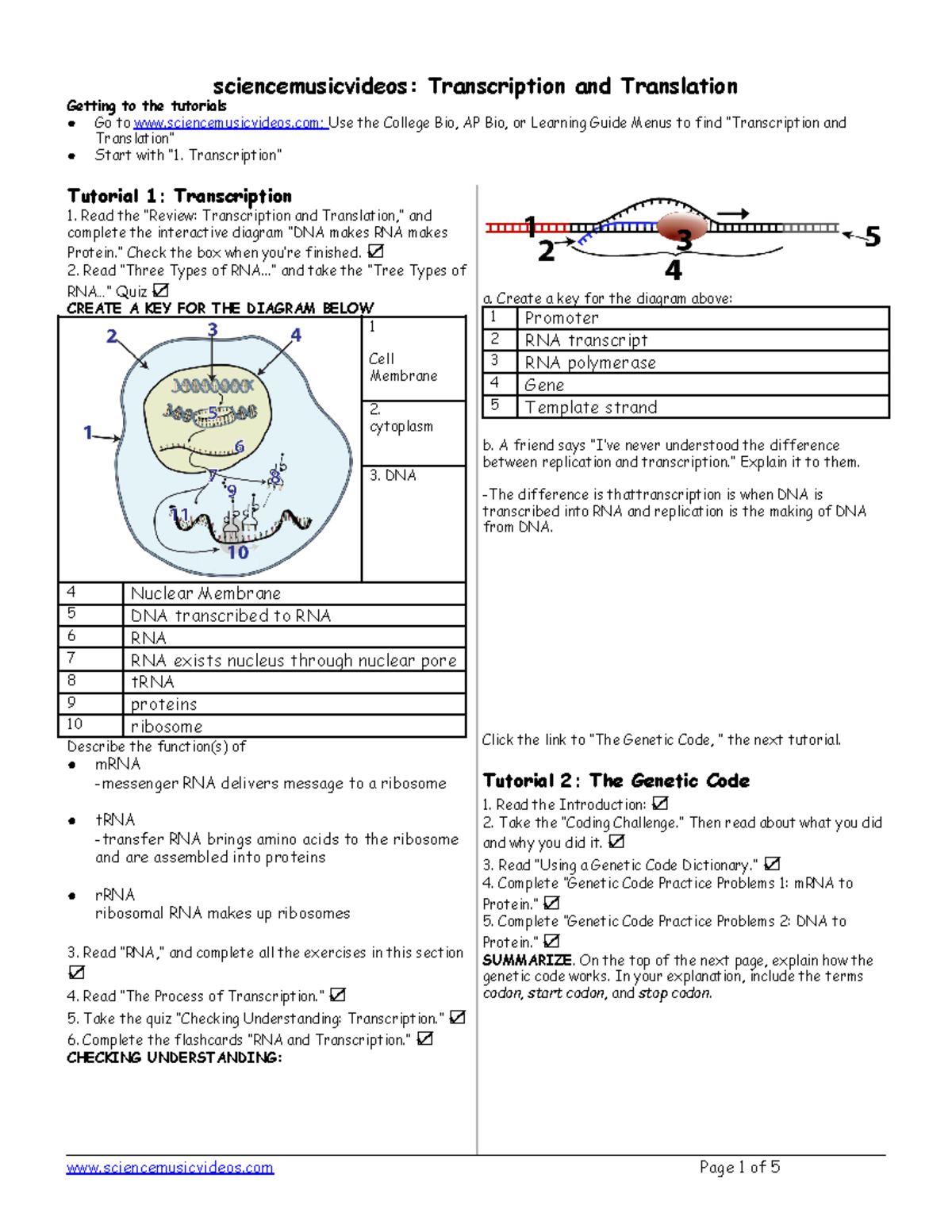 AP Biology- transcription, translation - sciencemusicvideos ...