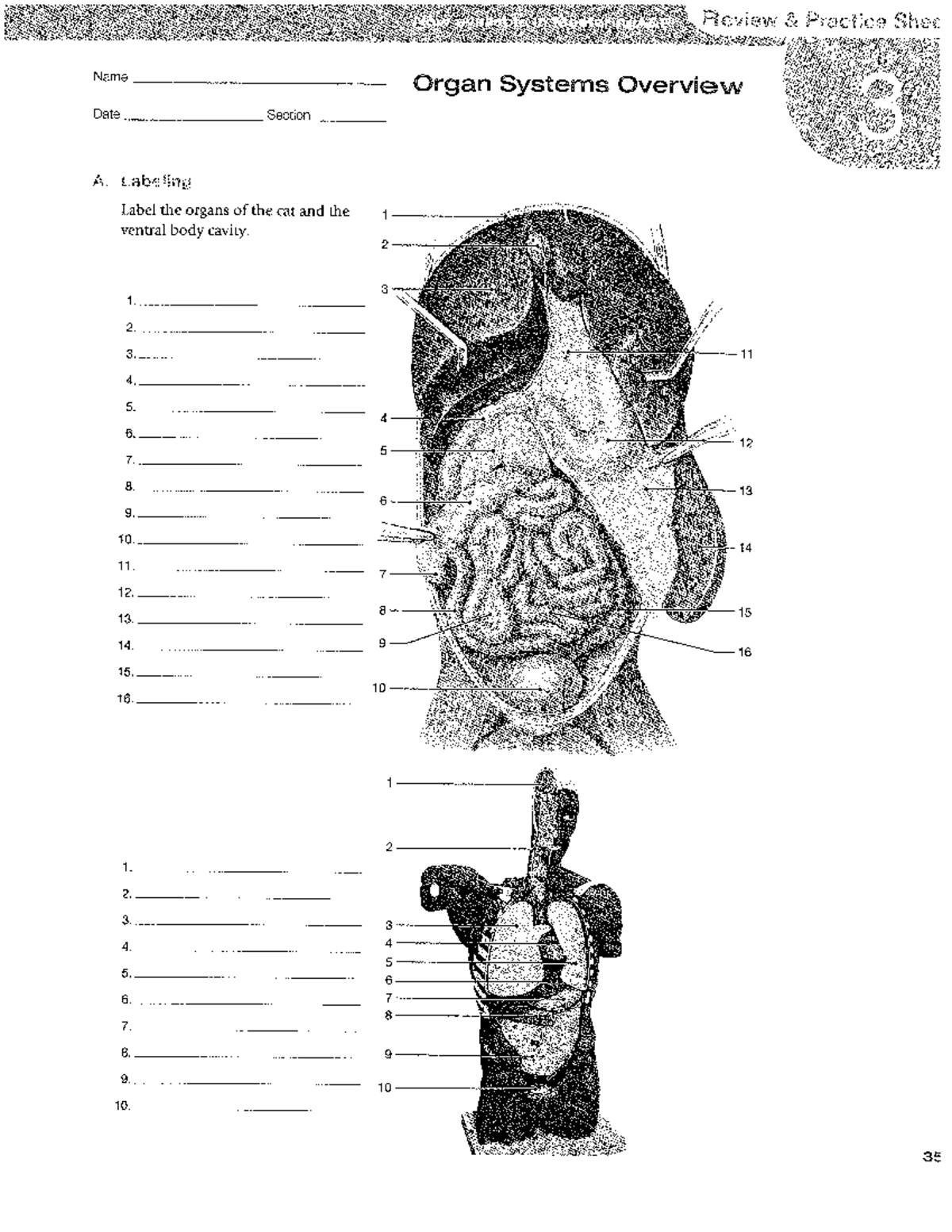 Body organs - AHS 131 - Studocu