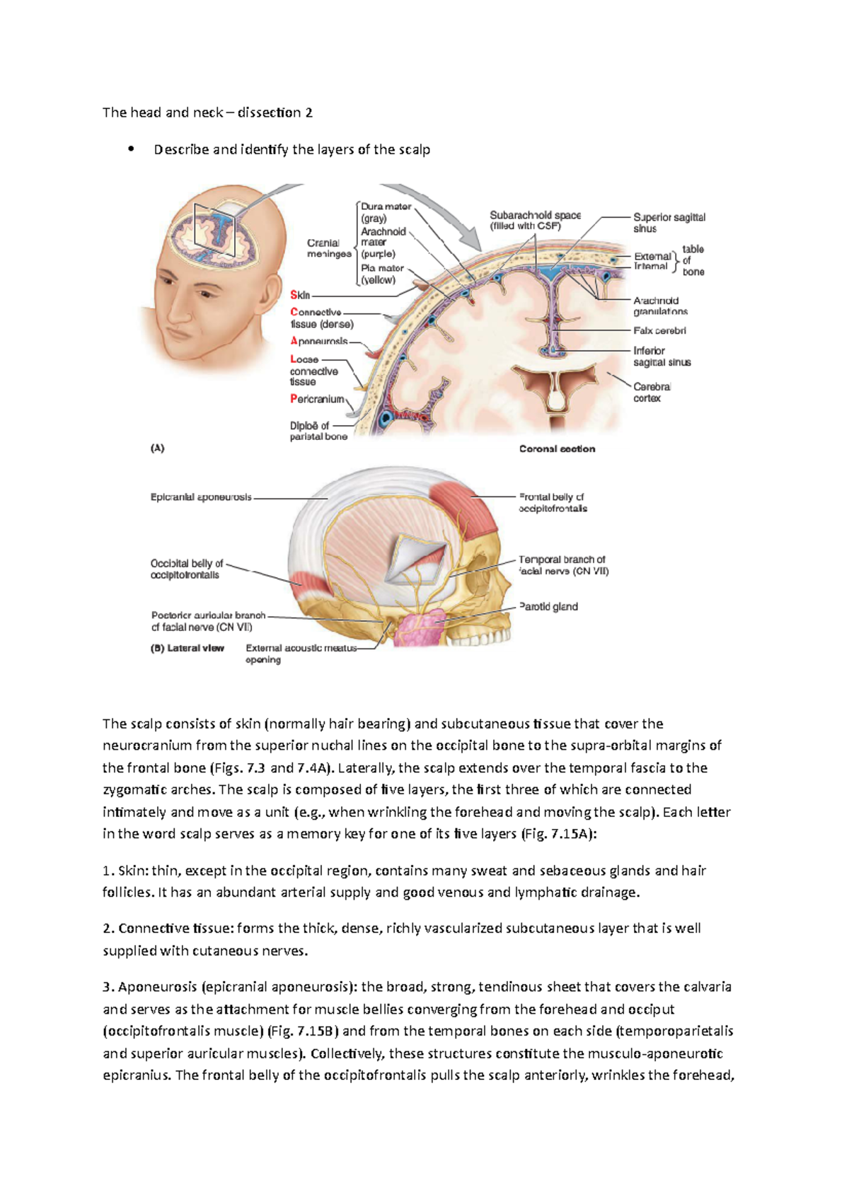 Head and neck dissection 2 - The head and neck – dissection 2 Describe ...