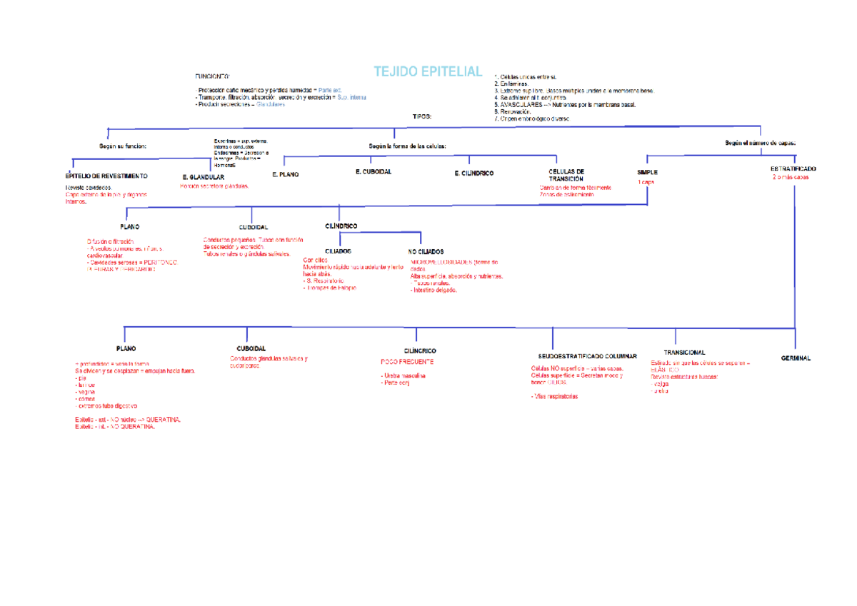 Histol - Resumen Anatomía - Warning: TT: undefined function: 32 - Studocu
