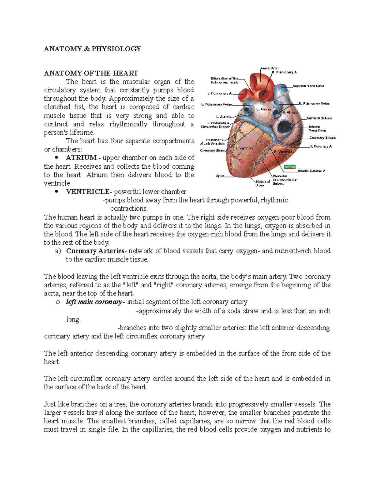 Heartanatomy - Discusses the anatomy of the heart as well as the ...