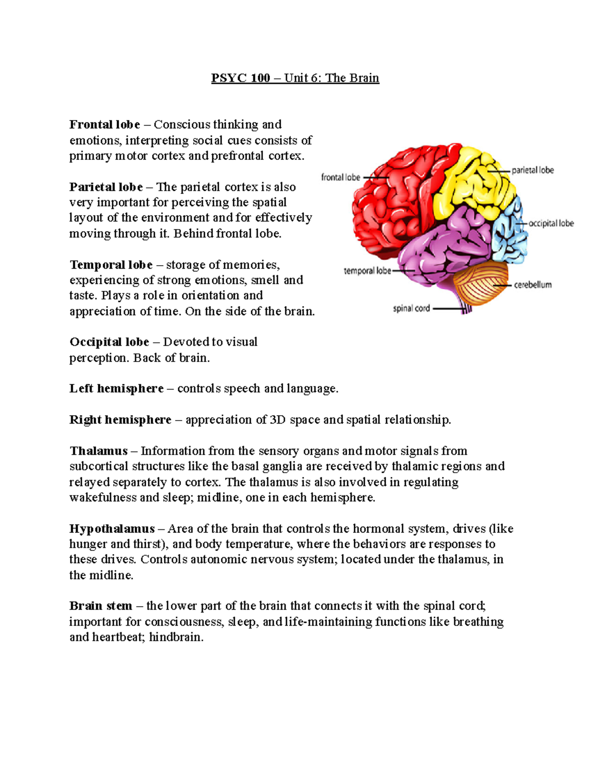 The Brain Notes - PSYC 100 – Unit 6: The Brain Frontal lobe – Conscious ...