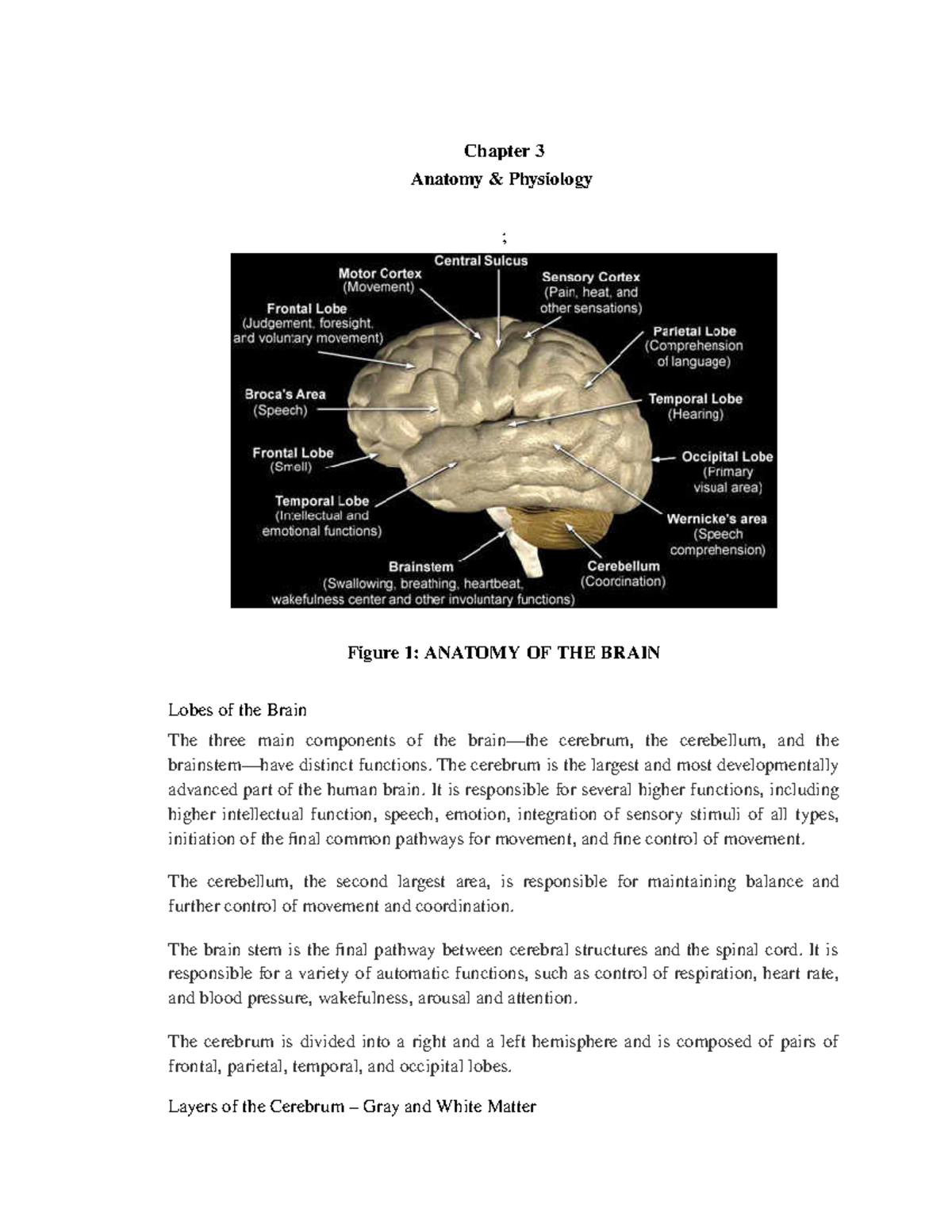 Anat of the brain - Chapter 3 Anatomy & Physiology ; Figure 1: ANATOMY ...