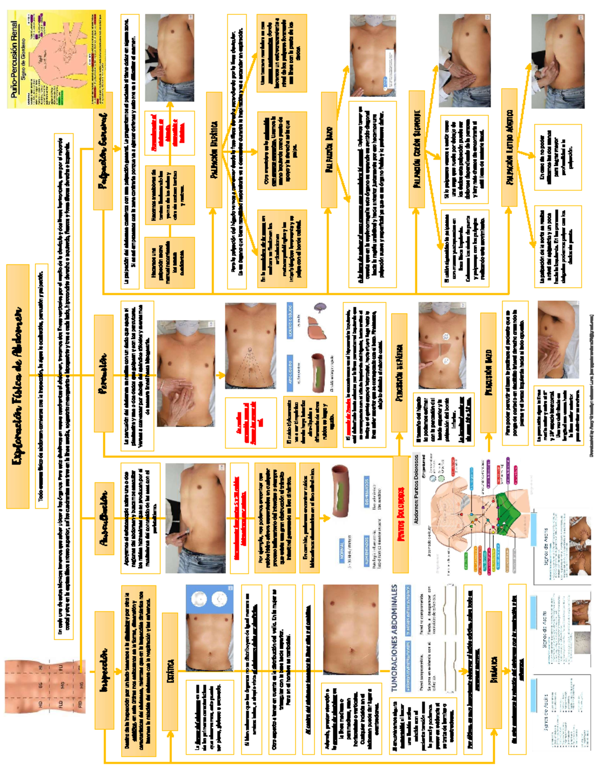 Abdomen - Medicine Homework - Exploración Física de Abdomen Renal Signo ...