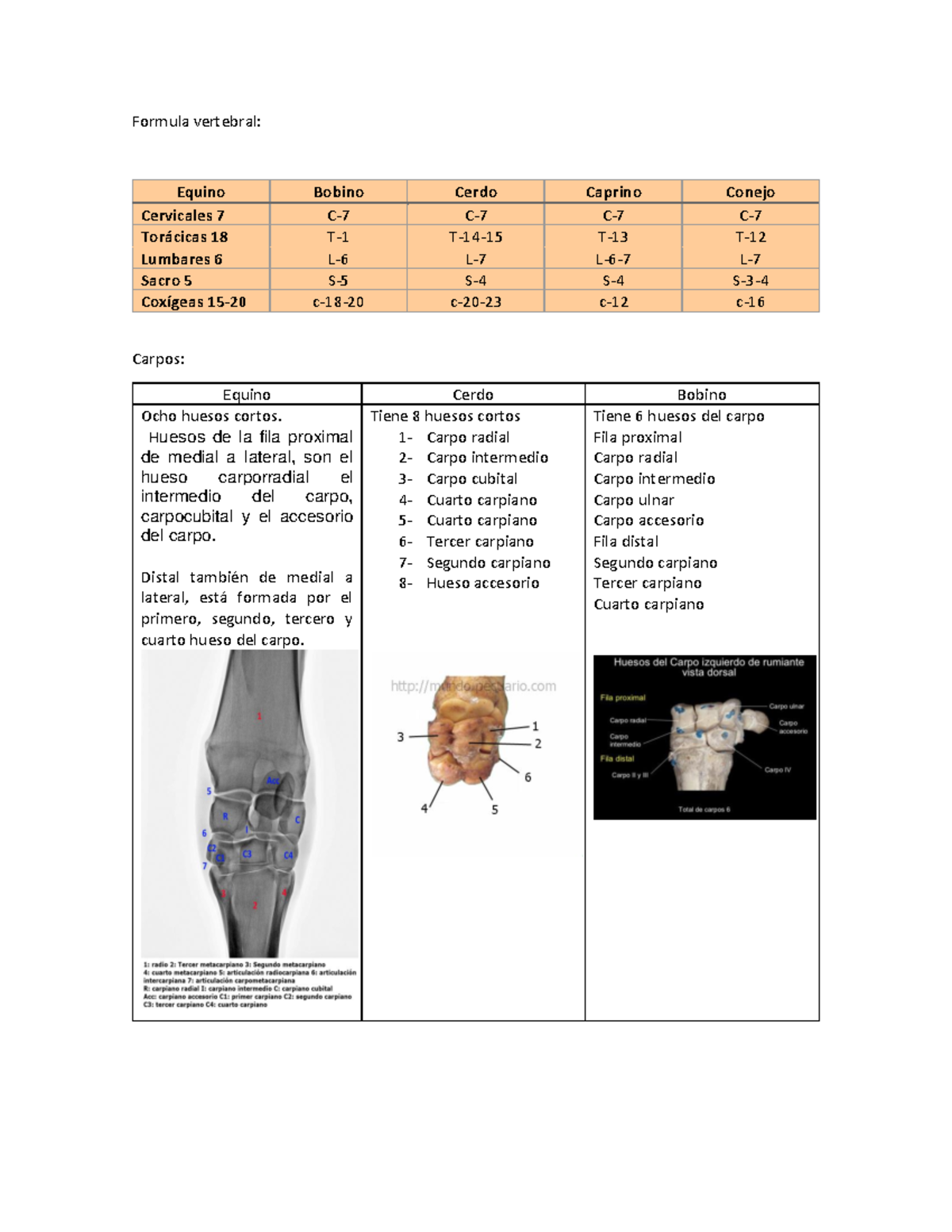 Formula vertebral de los animales - Formula vertebral: Equino Bobino ...