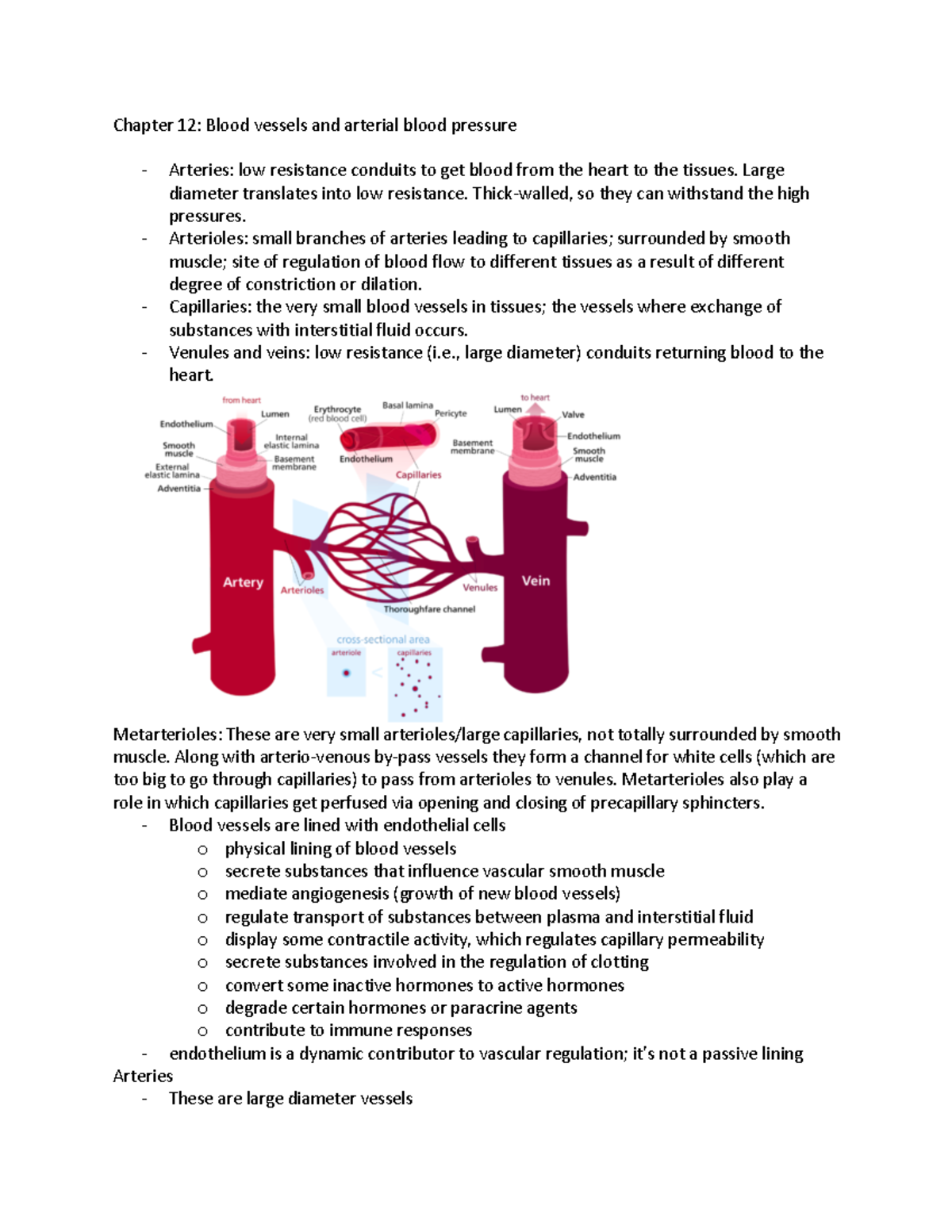 Chapter 12 notes - 12. Blood vessels and arterial blood pressure ...