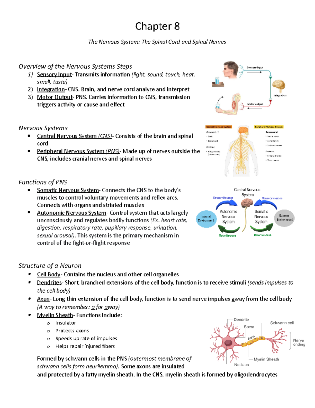 Integrated Human Sciences (Anatomy) Nervous System Spinal Cord and ...