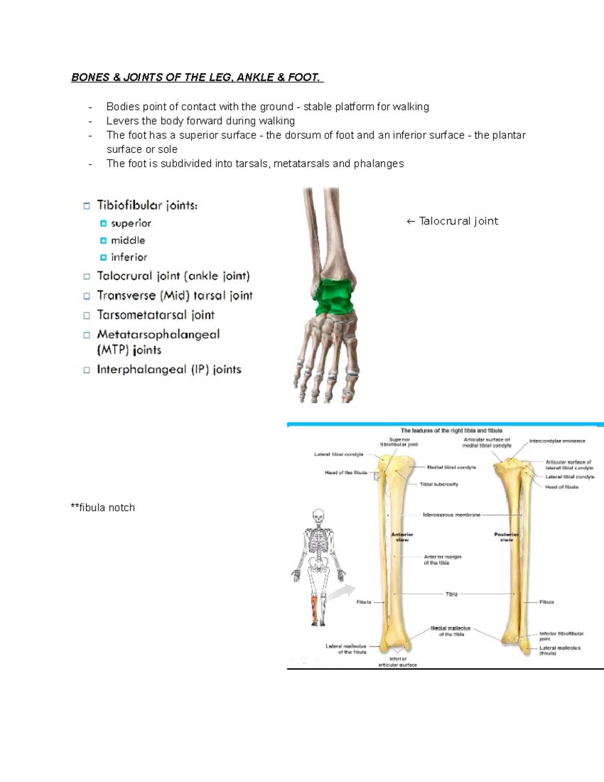Bones & Joints OF THE LEG, Ankle & FOOT - BONES & JOINTS OF THE LEG ...