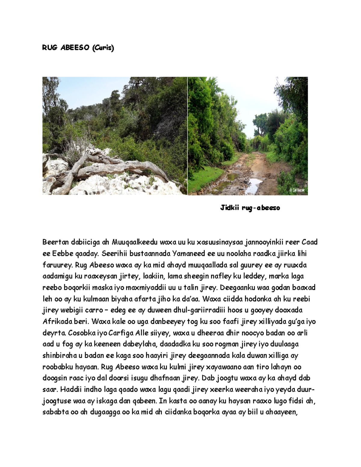 RUG Abeeso - RUG ABEESO (Curis) Jidkii rug-abeeso Beertan dabiiciga ah ...