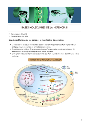 Proliferación celular - Proliferación celular El ciclo celular es ...
