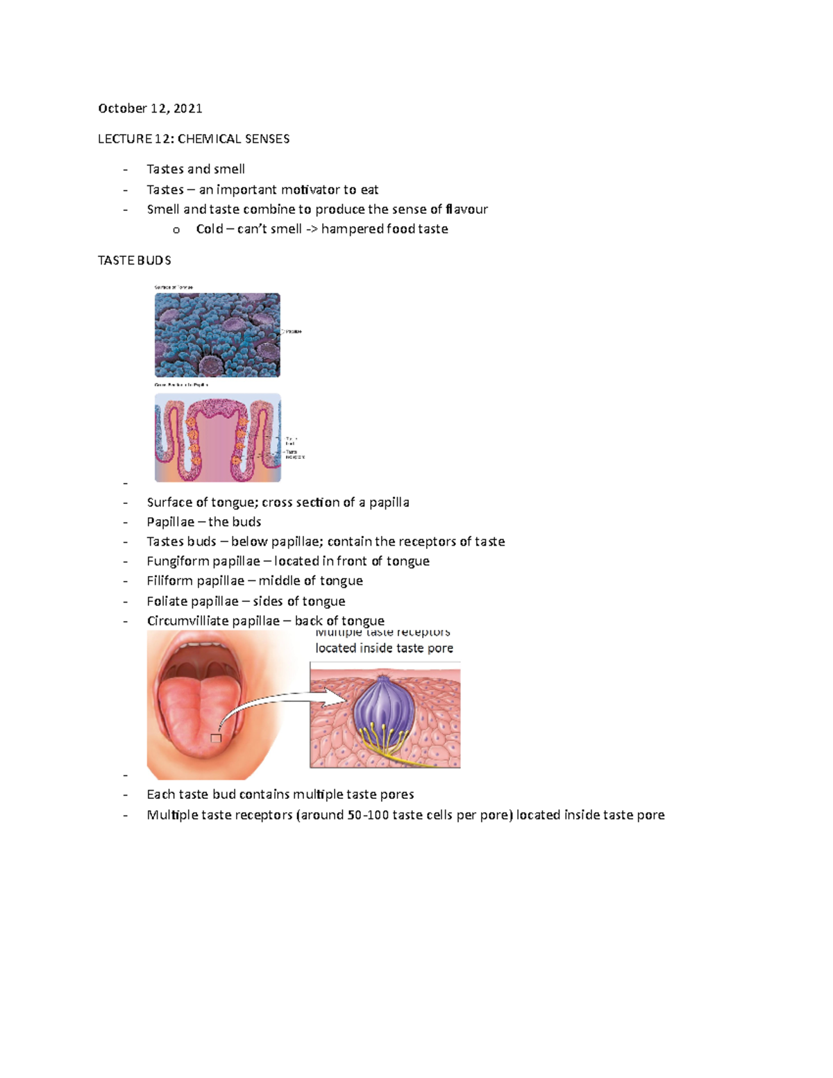 October 12 - chemical senses, taste buds, taste sensitivity, olfactory ...
