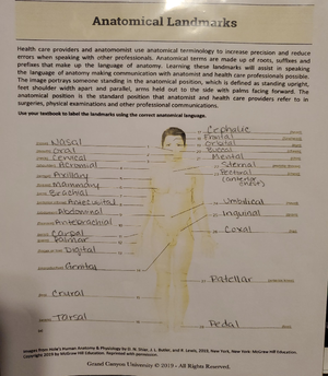 Body Cavities - Body Cavities-Internal Chambers Body cavities allow for ...