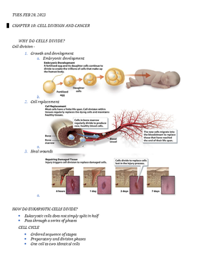 Intro Biology Chapter 17 Simple Patterns of Inheritance - Understanding ...
