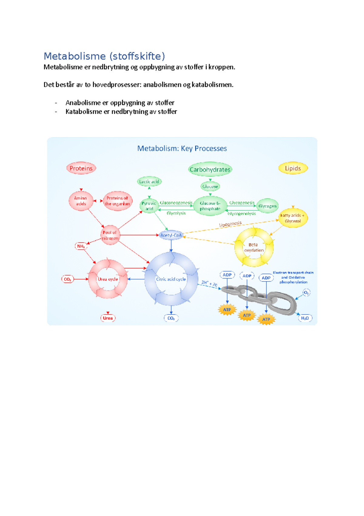 Glykolyse - Metabolisme (stoffskifte) Metabolisme er nedbrytning og ...