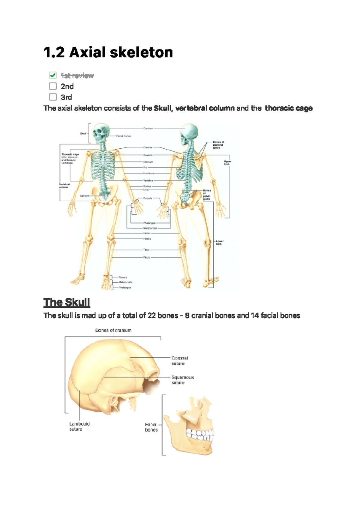 1.2 Axial skeleton - 1 Axial skeleton The axial skeleton consists of ...