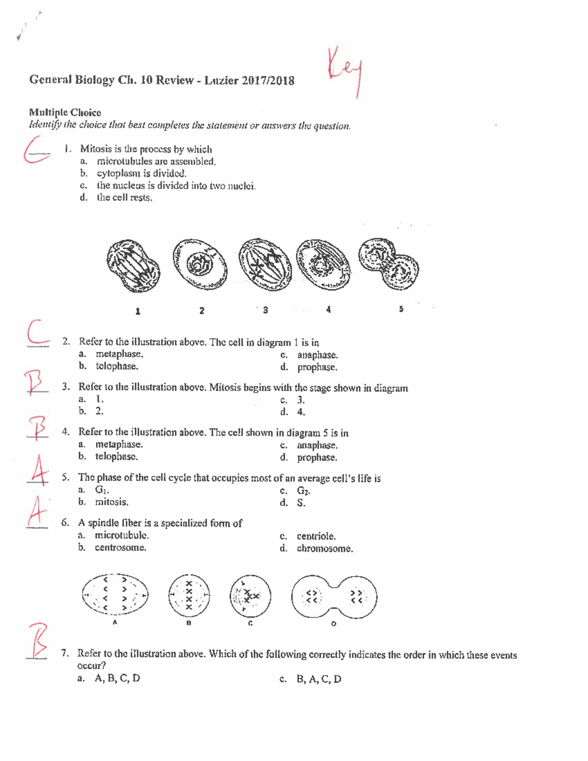 Ch 10 review Questions - BIO 203 - Studocu