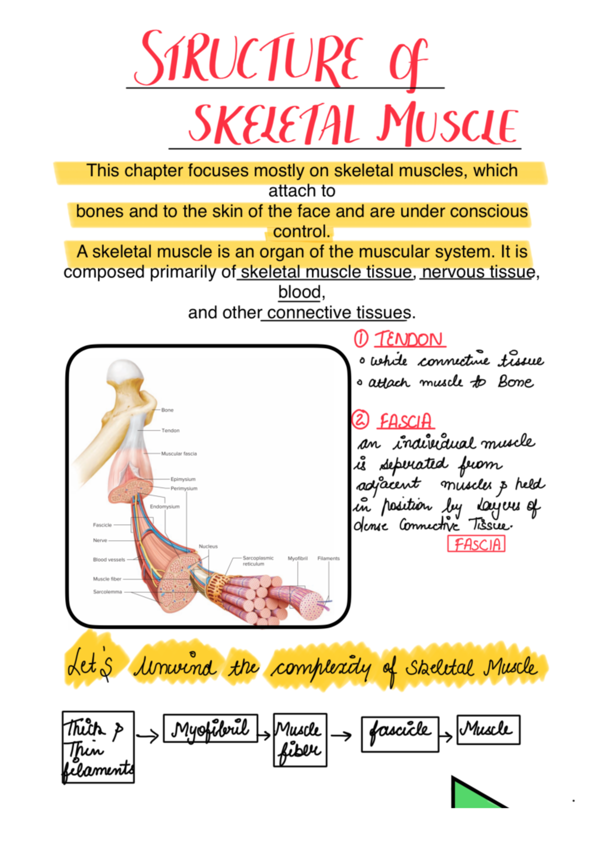 Structure Of skeletal muscle - phd - Studocu