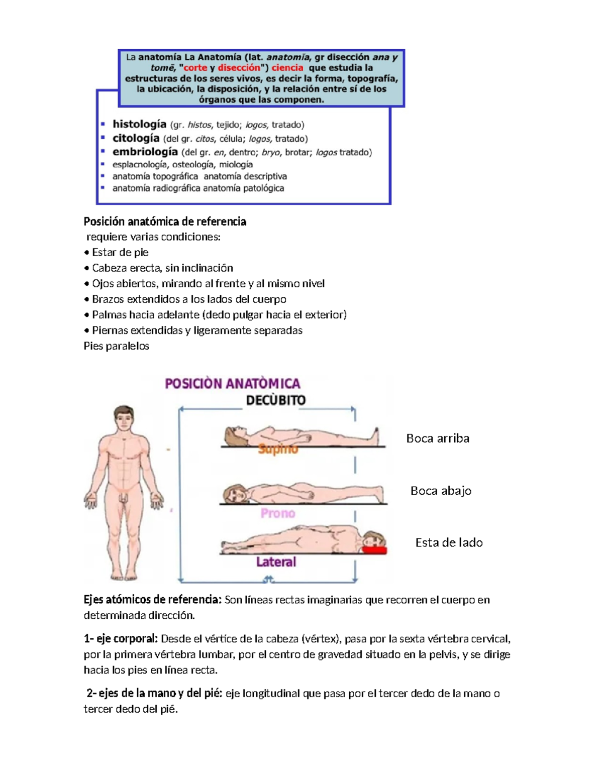 Anatomia - resumen planos anatomicos - Posición anatómica de referencia requiere varias ...