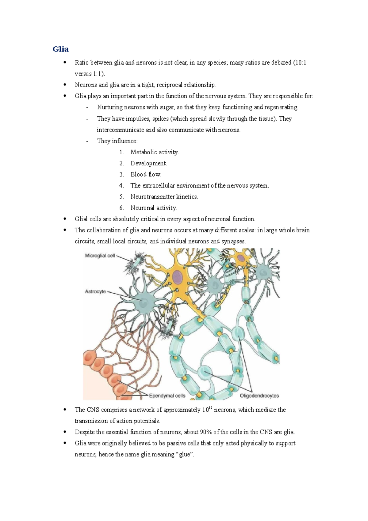 Glia - Lecture notes on glial cells for NEUR0005 module (first year ...