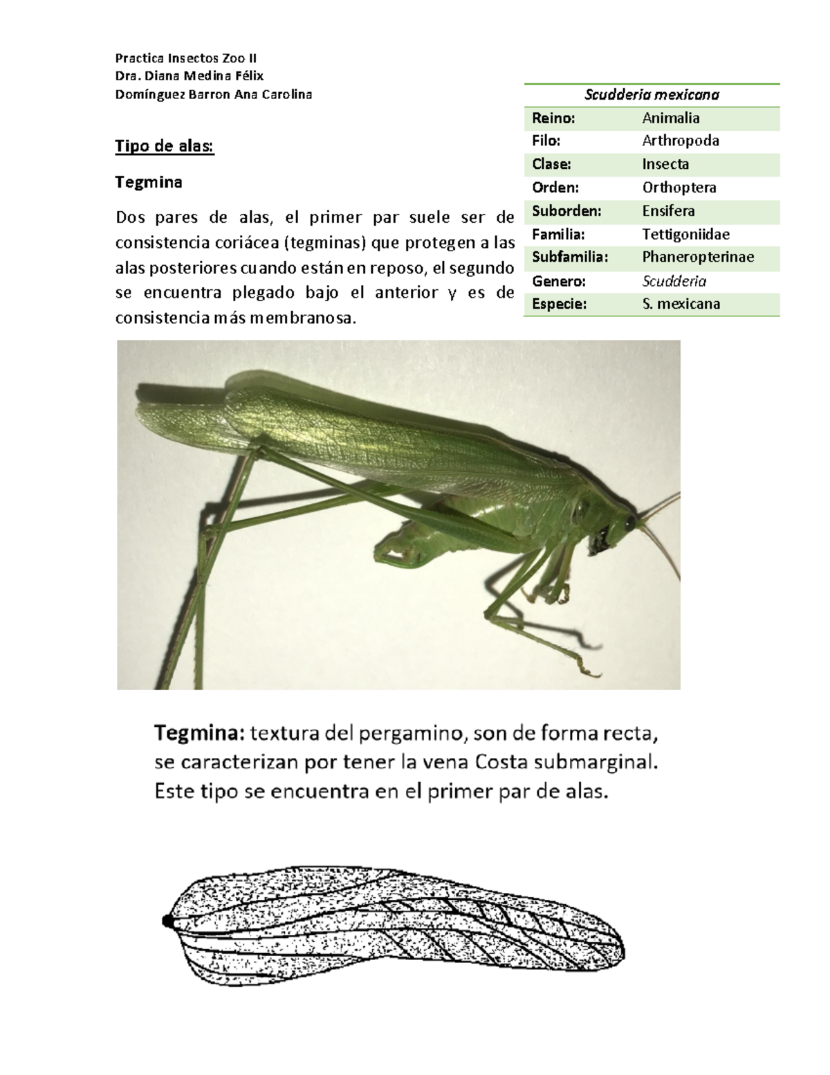 Practica Insectos Zoo II - Diana Medina Félix Domínguez Barron Ana ...