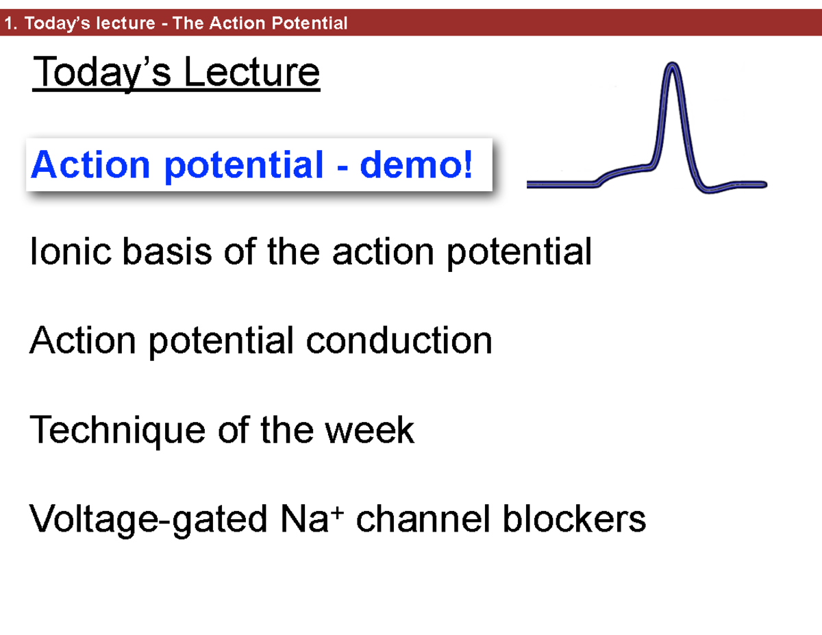 Lecture 2 Large - 1. Today’s lecture - The Action Potential Today’s ...