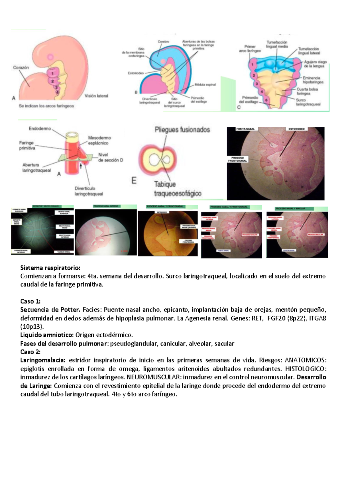 Repaso Embriología - Embriologia - Sistema respiratorio: Comienzan a ...