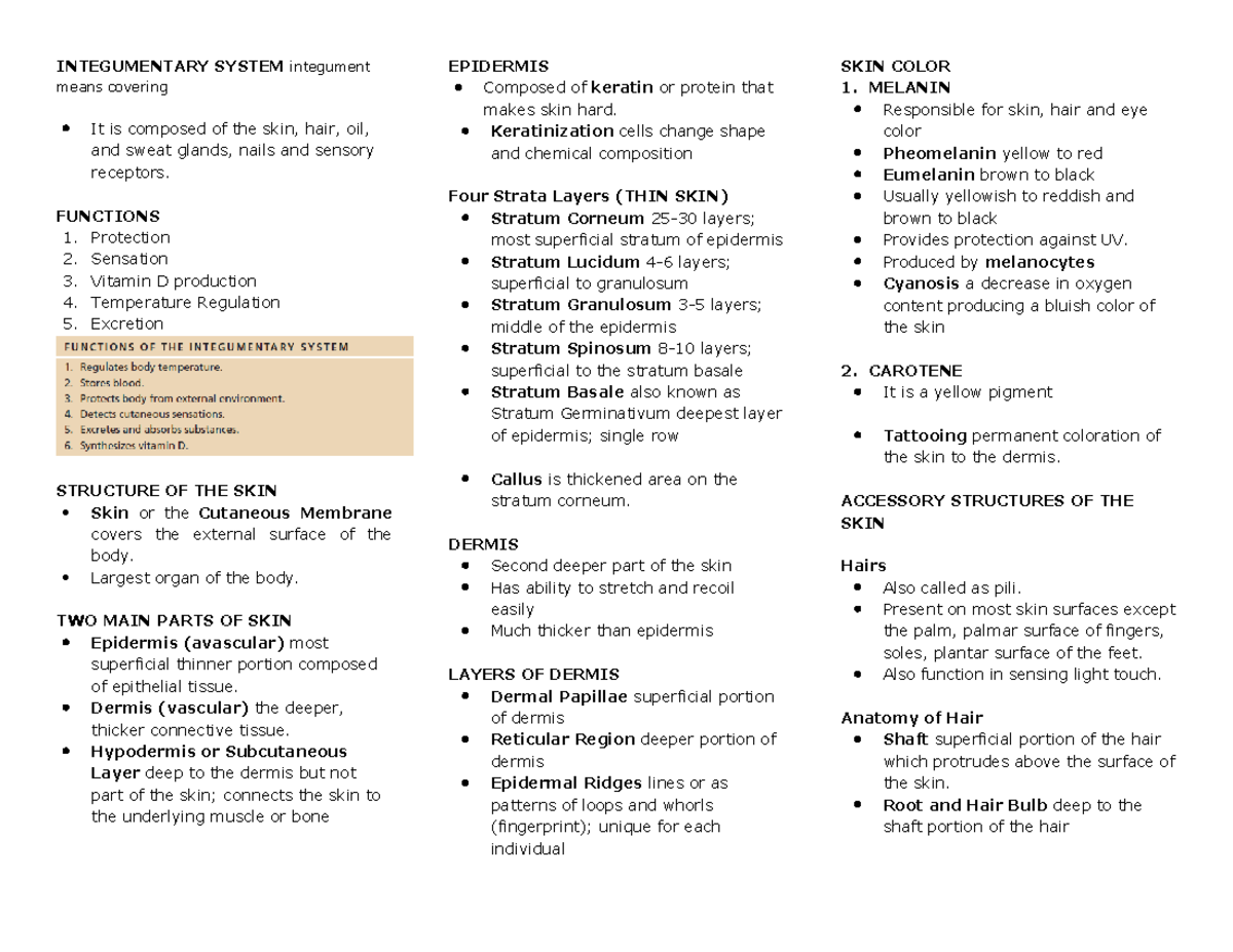 integumentary system review anatomy - INTEGUMENTARY SYSTEM integument ...