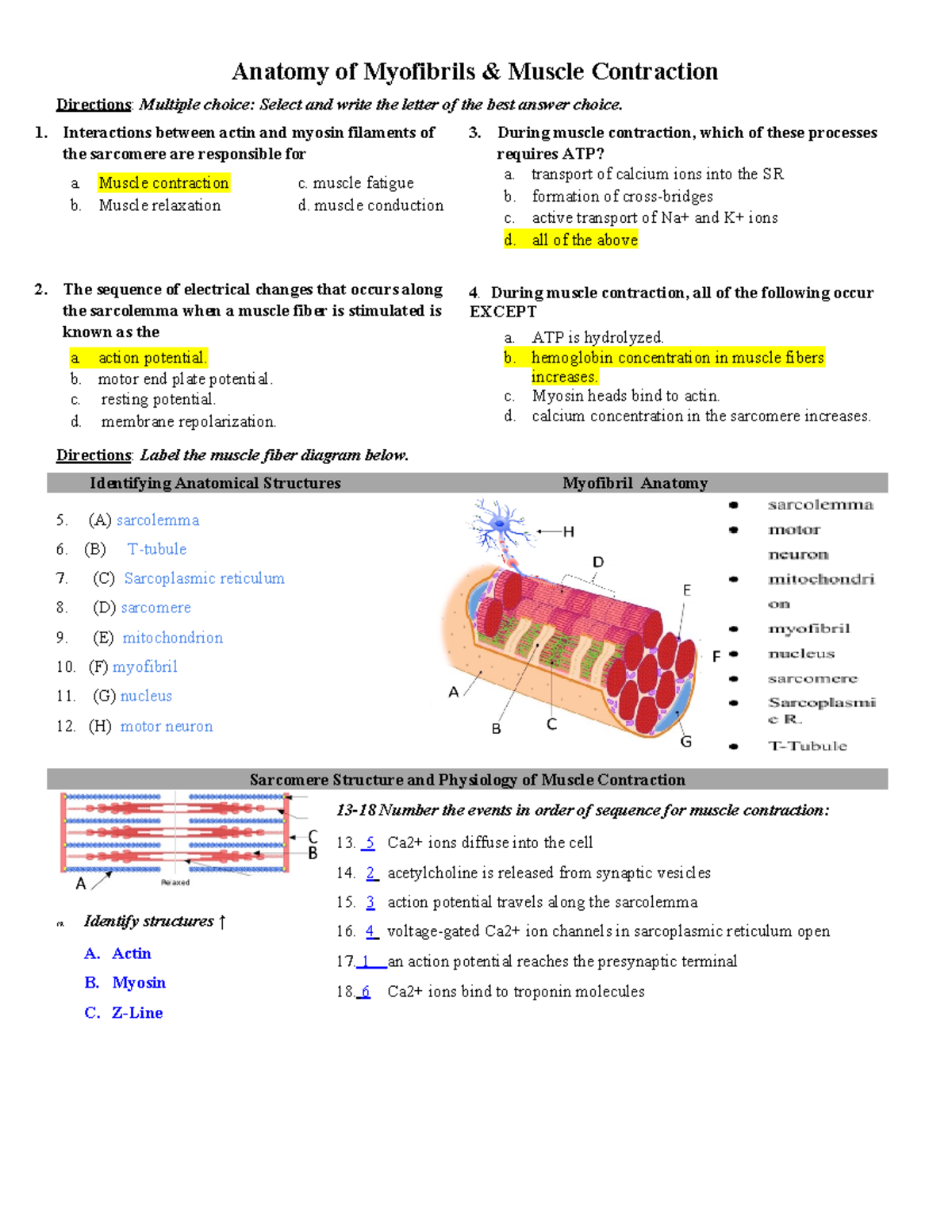 Copy of Station 5 Muscle Anatomy Contraction Review - Anatomy of ...