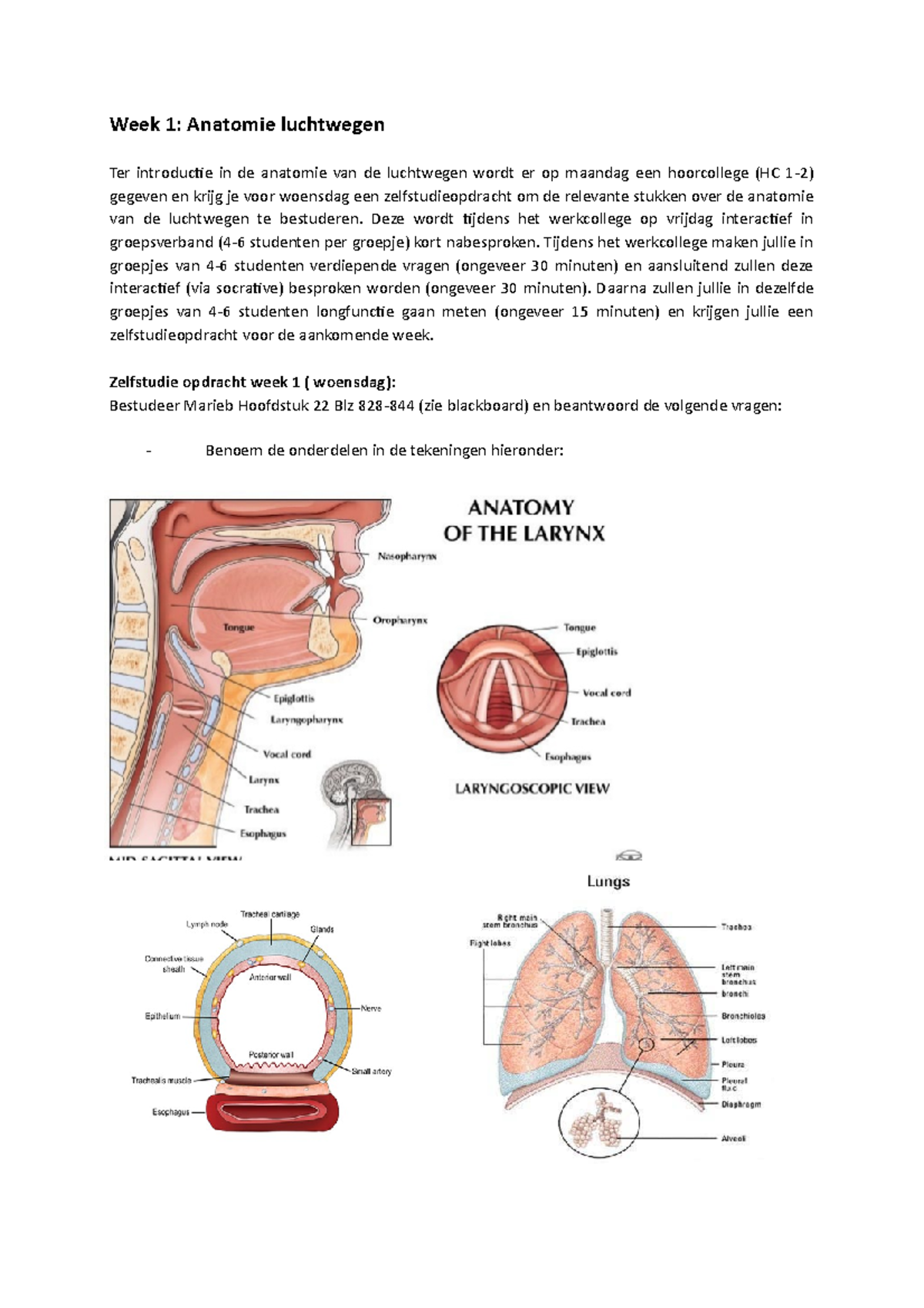 Werkcollege 1 - Week 1: Anatomie luchtwegen Ter introductie in de ...