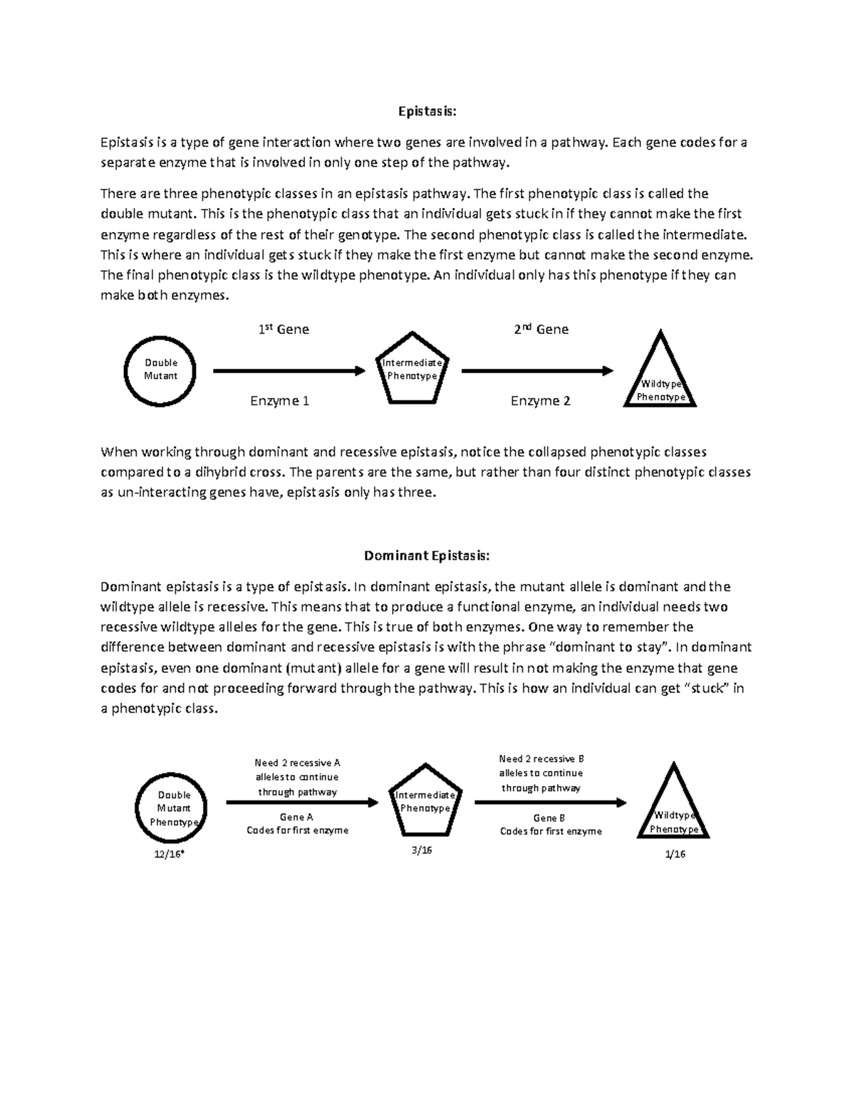 Epistasis-answer-key - Epistasis: Epistasis is a type of gene ...