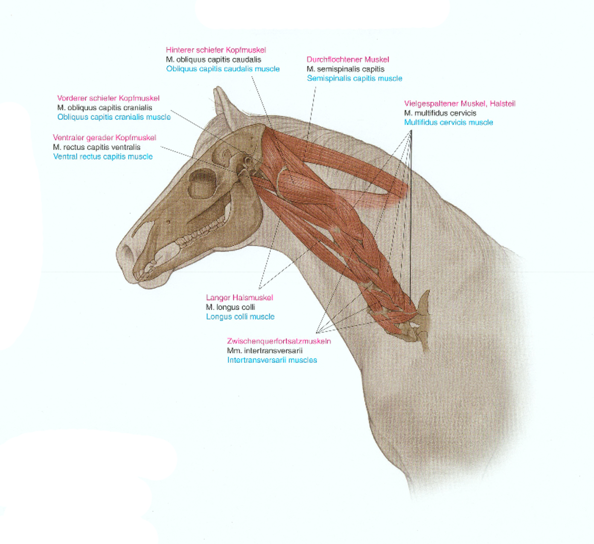 muscles horse - neck and chest - Anatomie 2 - Studocu