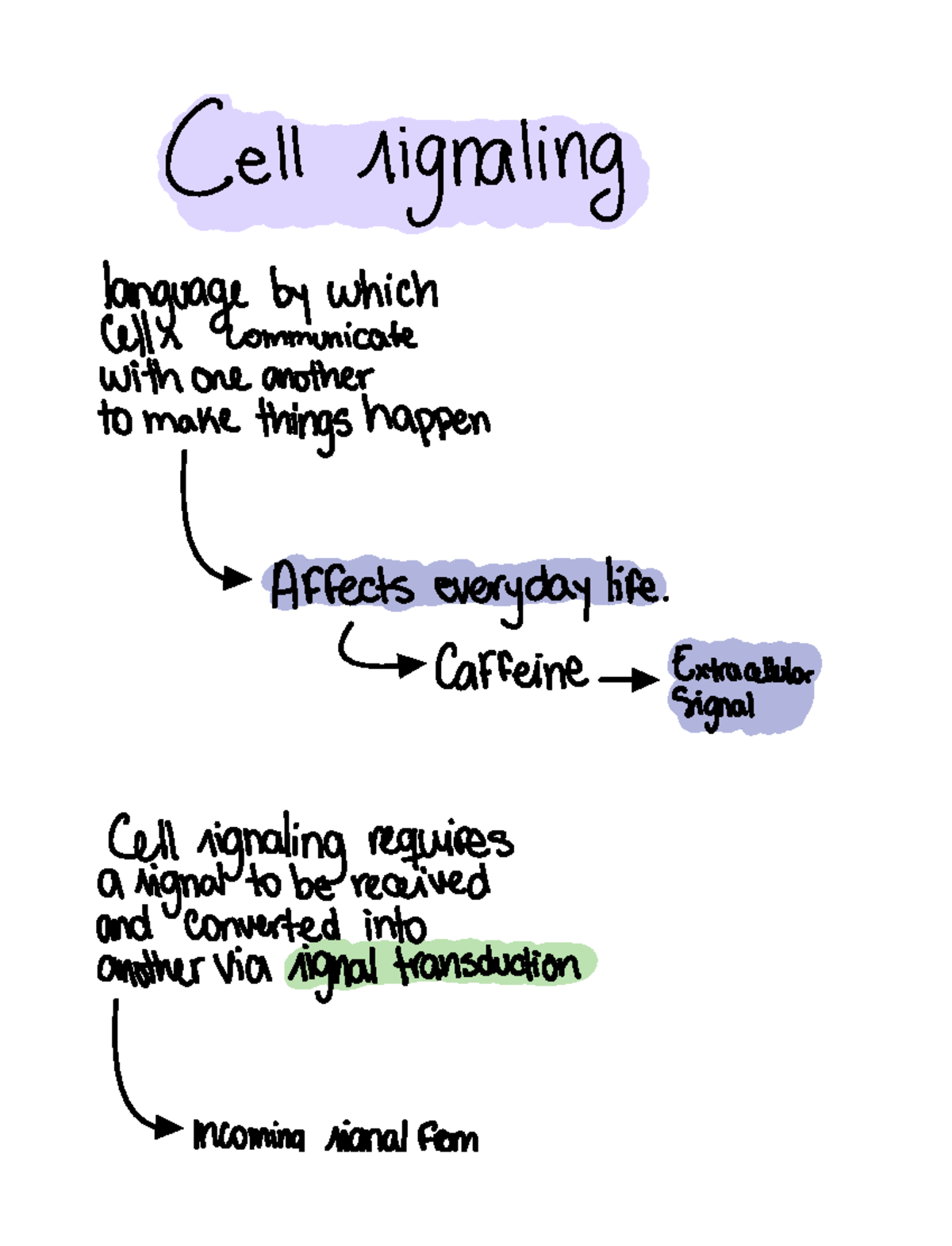 Chapter 16 study guide - DR. BRANDON CARPENTER - Cell signaling ...