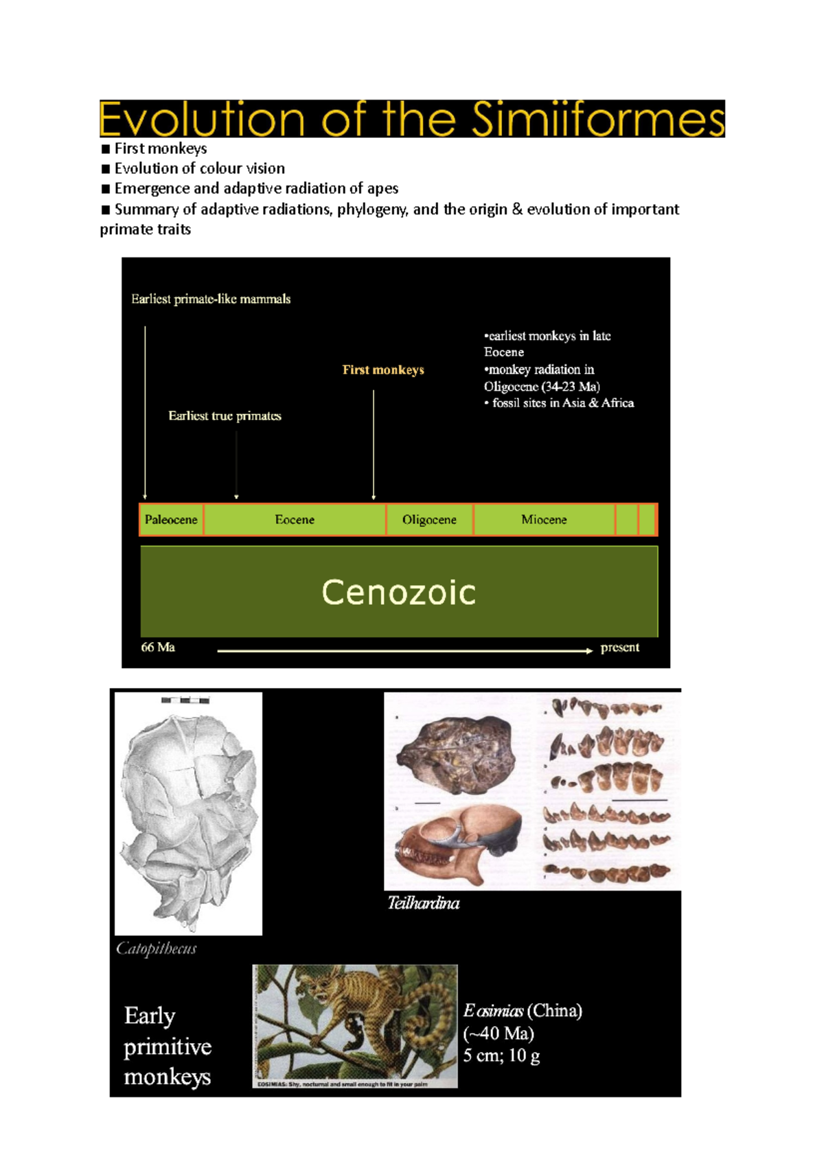 Primate Evolution - First monkeys Evolution of colour vision Emergence ...