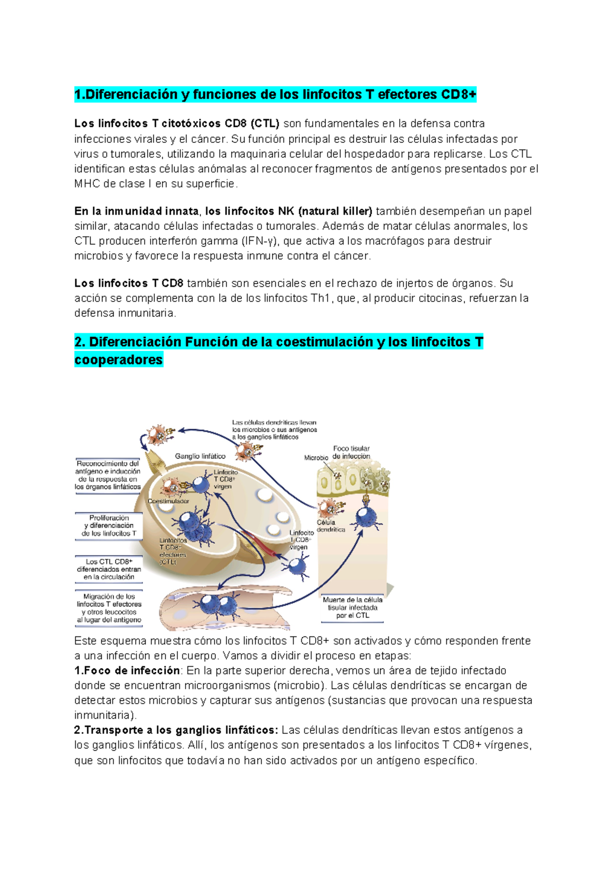 TEMA 11 - Resumen Inmunología - 1ón y funciones de los linfocitos T ...