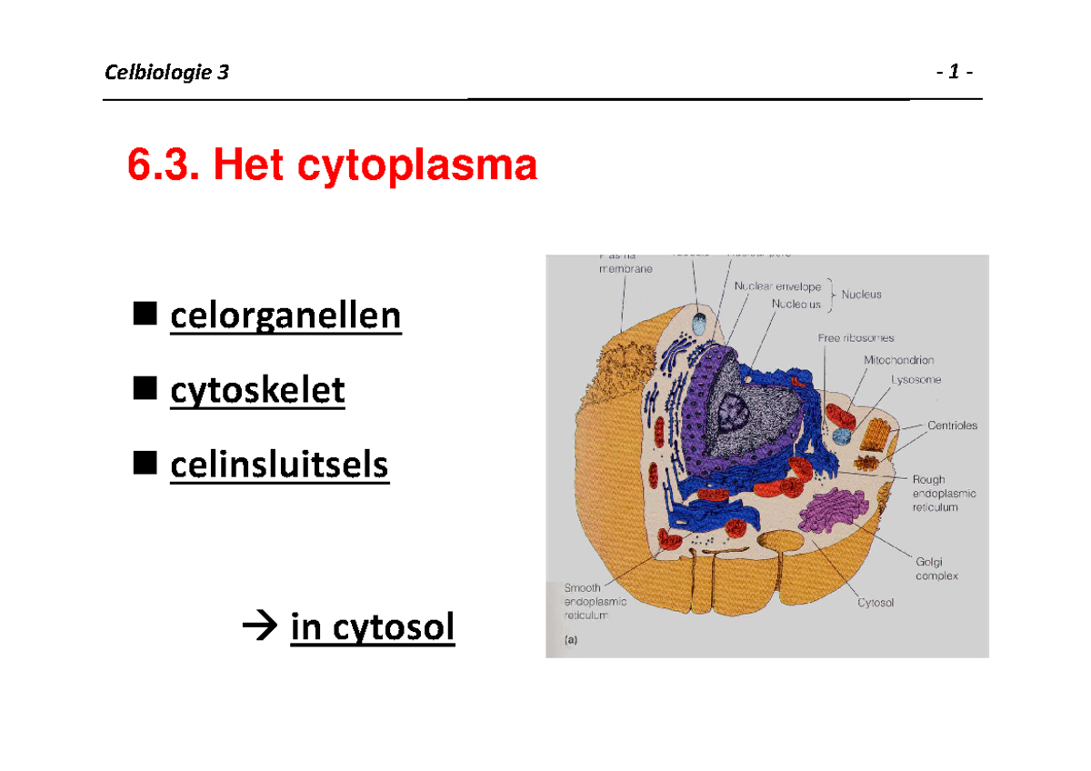 Celbiologie 3 2020-2021 - celorganellen cytoskelet celinsluitsels in ...