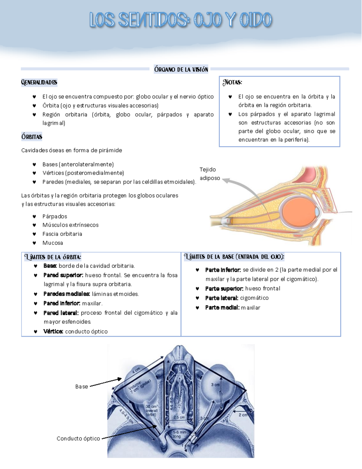 Resumen de los sentidos - Órgano de la visión Generalidades El ojo se ...