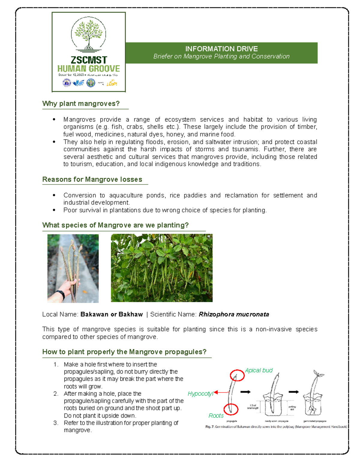 Human Groove Briefer Why Plant Mangroves Mangroves Provide A Range