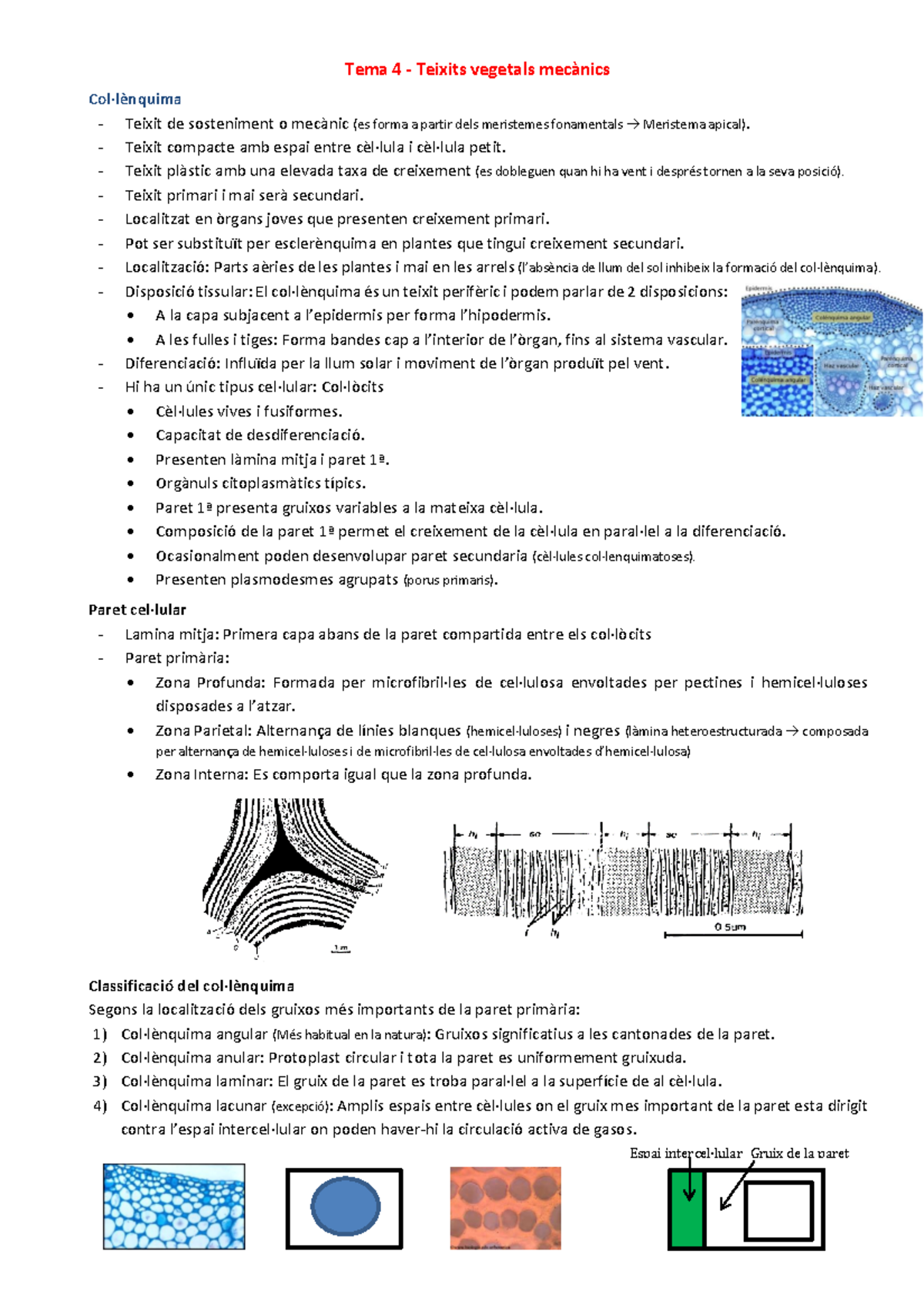 Tema 4 - Teixit vegetal mecànic - Tema 4 - Teixits vegetals mecànics ...