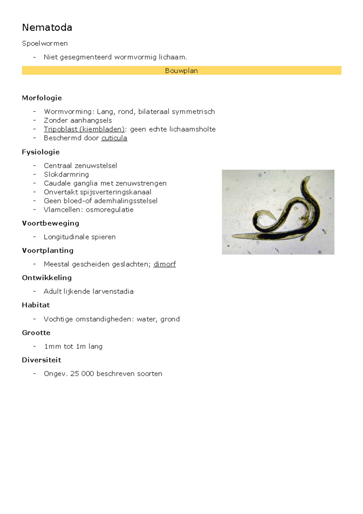 Nematoda - Samenvatting Dierkunde - Nematoda Spoelwormen - Niet ...