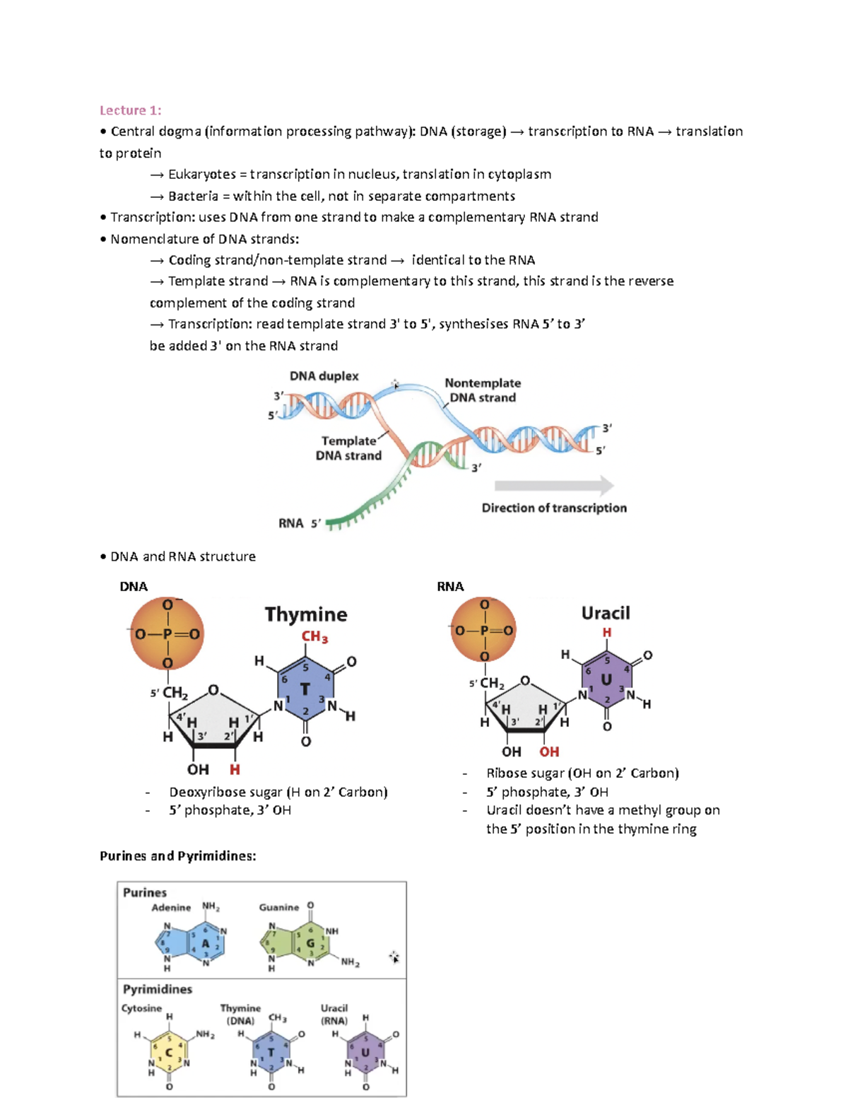 Molecular Biology Summary Notes (Lec 1-9) - Lecture 1: Central dogma ...